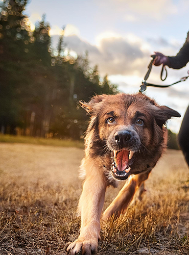 Fighting for your Rights